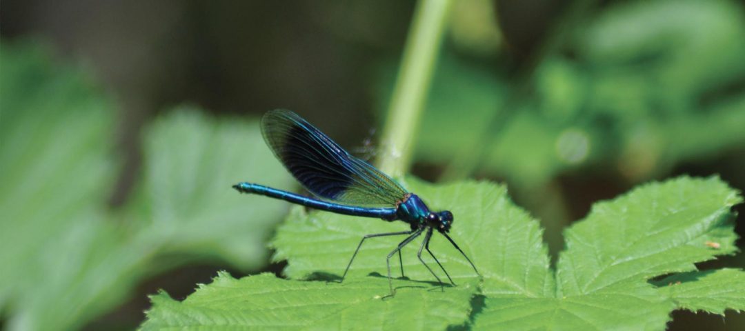 Sciences du vivant - UFR SDV | Université Paris Cité