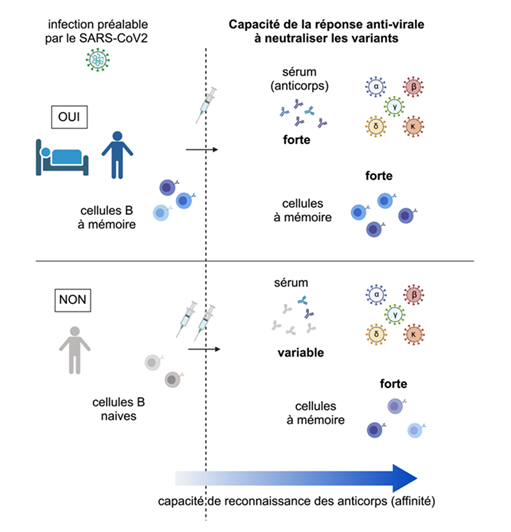 Vaccination ARNm : Efficacité de la mémoire immunitaire face aux ...