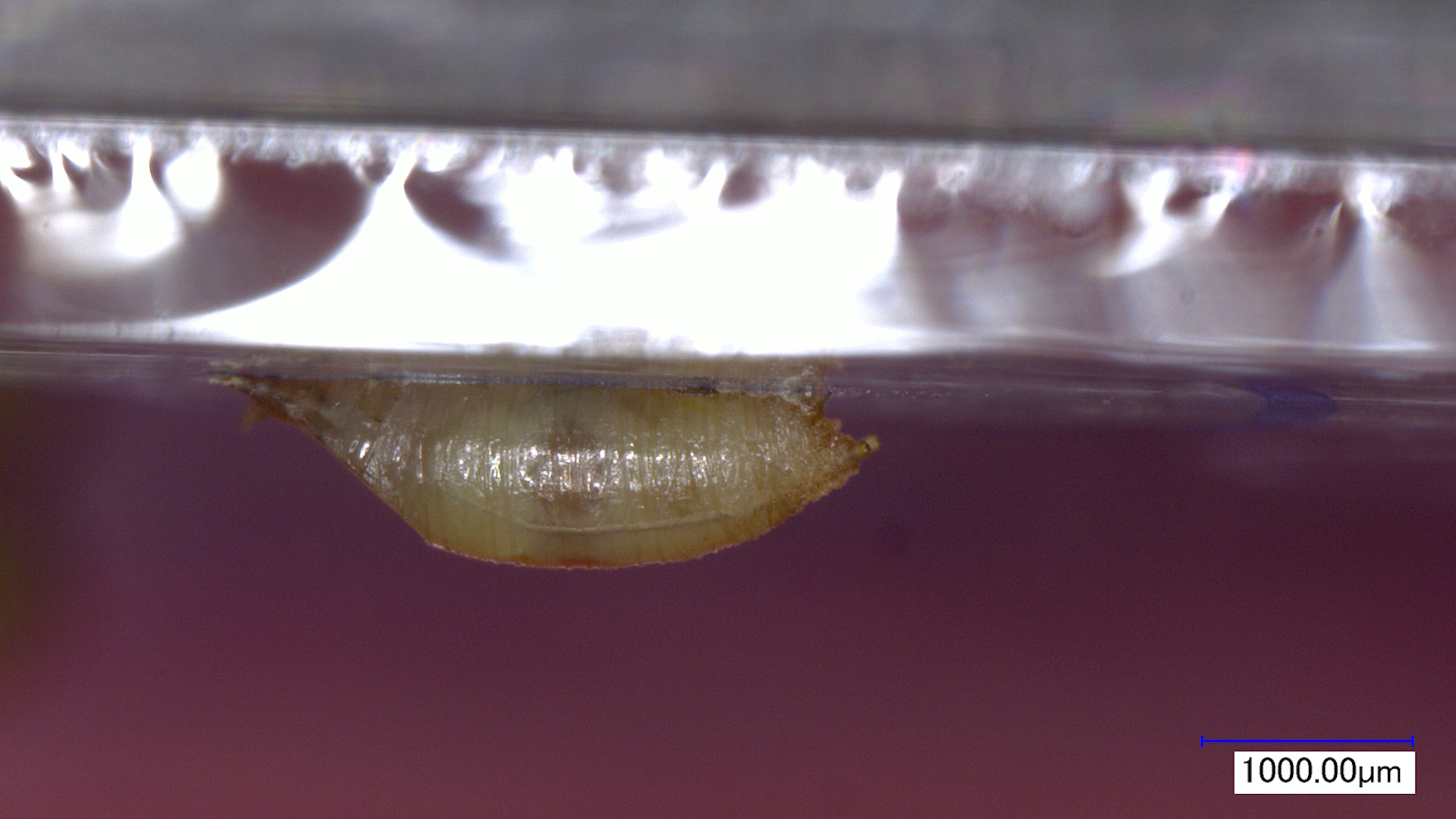 Une colle hyper adhésive produite par la mouche drosophile | Université ...