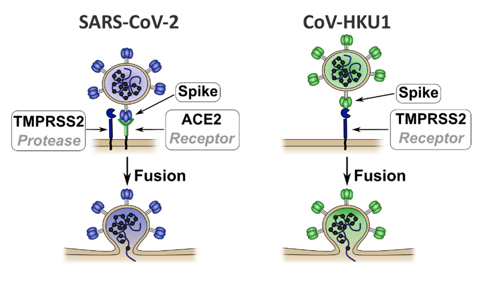 Nouvelle découverte sur les récepteurs d’entrée des coronavirus dans ...
